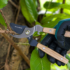Pruning – Berry&Bird
